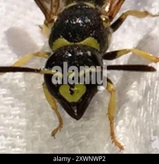 Bramble Mason Wasp (Ancistrocerus adiabatus) Insecta Stock Photo - Alamy