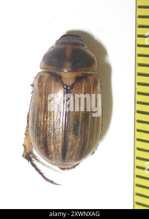 Pale and Green Leaf Chafers (Anomala) Insecta Stock Photo - Alamy