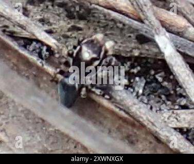 Prószynski's Peacock Spider (Maratus proszynskii) Arachnida Stock Photo ...