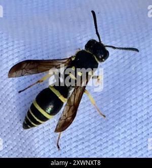 Bramble Mason Wasp (Ancistrocerus adiabatus) Insecta Stock Photo - Alamy