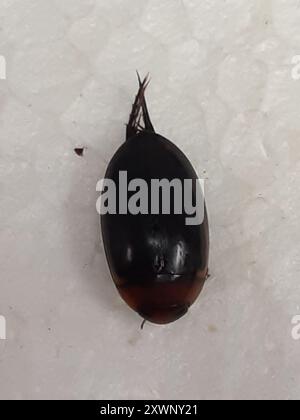 (Hydaticus bimarginatus) Insecta Stock Photo - Alamy