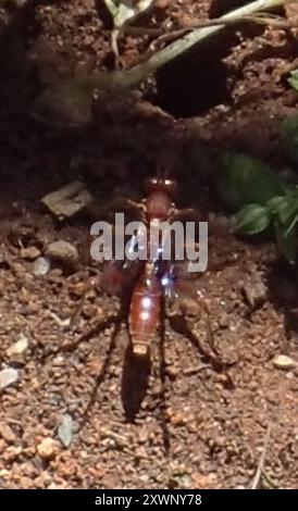 Bee Parasitizing Wasps (Labium) Insecta Stock Photo - Alamy