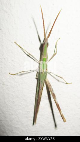 Silent Slant-faced Grasshoppers (Acridinae) Insecta Stock Photo - Alamy