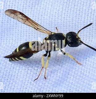 Bramble Mason Wasp (Ancistrocerus adiabatus) Insecta Stock Photo - Alamy