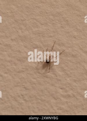 Common Spitting Spider (Scytodes thoracica) Arachnida Stock Photo - Alamy
