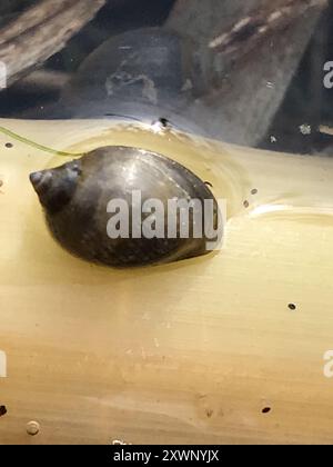 Bladder Snails (Physidae) Mollusca Stock Photo - Alamy