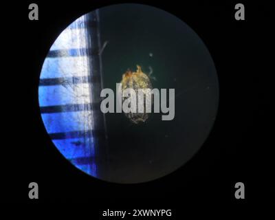 (Knoxia sumatrensis) Plantae Stock Photo - Alamy