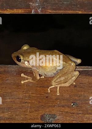 Common Coqui (Eleutherodactylus coqui) Amphibia Stock Photo - Alamy