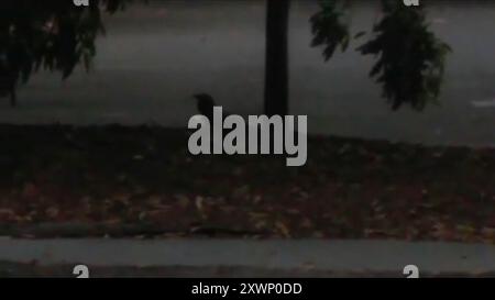 Eastern Australian Raven (Corvus coronoides coronoides) Aves Stock ...