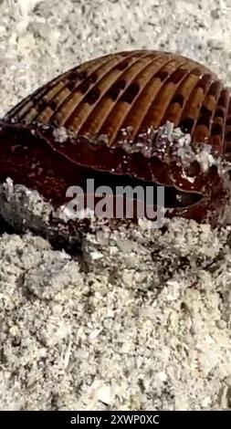 Giant Atlantic Cockle (Dinocardium robustum) Mollusca Stock Photo - Alamy