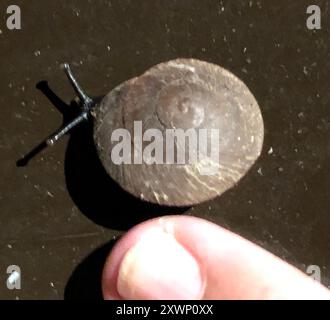 Puerto Rican Tree Snail (Caracolus caracolla) Mollusca Stock Photo - Alamy