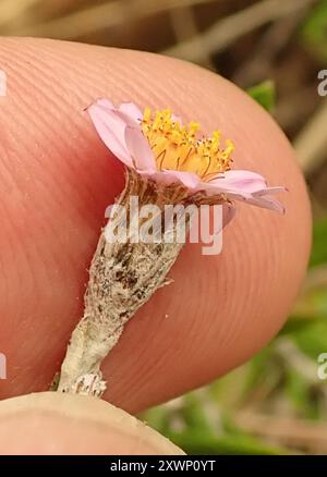 Bushman Tea (Athrixia phylicoides) Plantae Stock Photo - Alamy