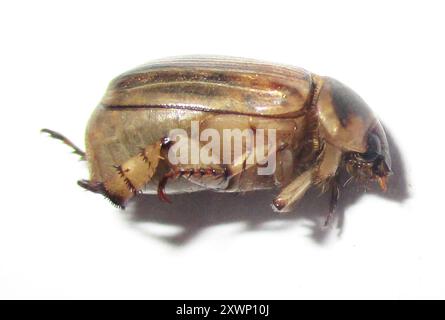 Pale and Green Leaf Chafers (Anomala) Insecta Stock Photo - Alamy