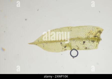 Common Pottia (Tortula truncata) Plantae Stock Photo - Alamy