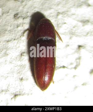 False Click Beetles (Eucnemidae) Insecta Stock Photo - Alamy