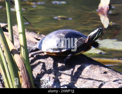 Painted Turtle (Chrysemys picta) Reptilia Stock Photo - Alamy