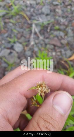 globe cottonleaf (Euchiton sphaericus) Plantae Stock Photo - Alamy
