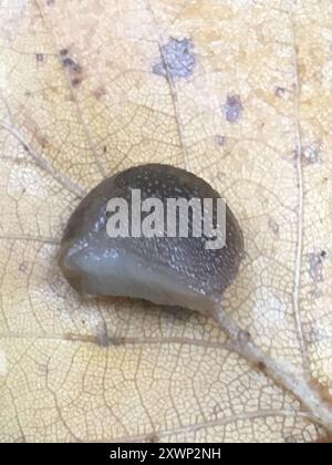 Keelback Slugs (Limacidae) Mollusca Stock Photo - Alamy