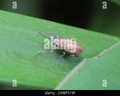 South American Fruit Tree Weevil (Naupactus xanthographus) Insecta ...