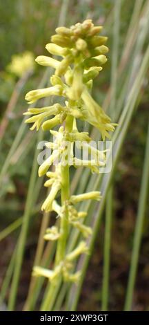 Yellow Stackhousia (Stackhousia viminea) Plantae Stock Photo - Alamy