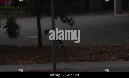 Eastern Australian Raven (Corvus coronoides coronoides Stock Photo - Alamy
