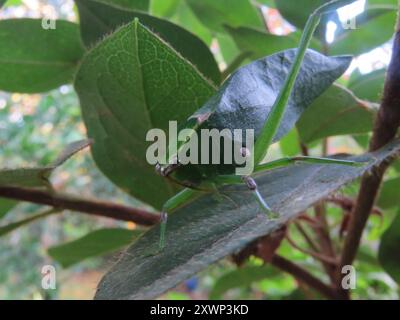 Neotropical Giant Katydids (Stilpnochlora) Insecta Stock Photo - Alamy