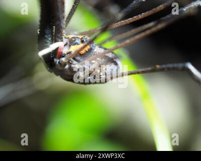 (Forsteropsalis inconstans) Arachnida Stock Photo - Alamy