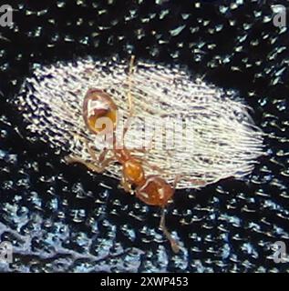 Yellow Fire Ant (Solenopsis punctaticeps) Insecta Stock Photo - Alamy