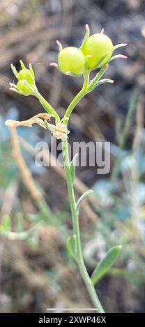 rough menodora (Menodora scabra) Plantae Stock Photo - Alamy