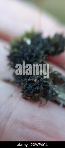 Tree Jelly Lichens (Collema) Fungi Stock Photo - Alamy