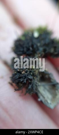 Tree Jelly Lichens (Collema) Fungi Stock Photo - Alamy
