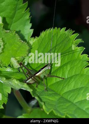 Common Meadow Katydids (Conocephalini) Insecta Stock Photo - Alamy