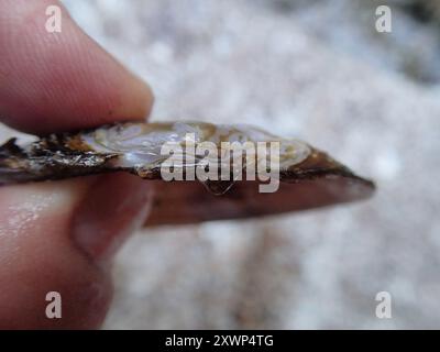 Western Pearlshell (Margaritifera falcata) Mollusca Stock Photo - Alamy