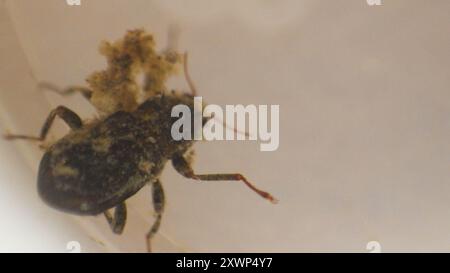 Riffle Beetles (Elmidae) Insecta Stock Photo - Alamy