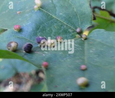 solitary maple leaf gall mite (Aceria macrochela) Arachnida Stock Photo ...