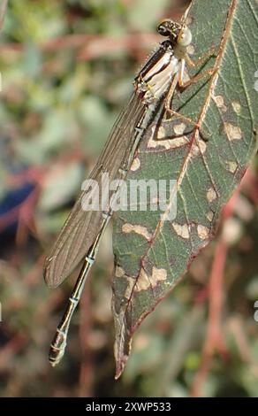 Red and Blue Damsel (Xanthagrion erythroneurum) Insecta Stock Photo - Alamy