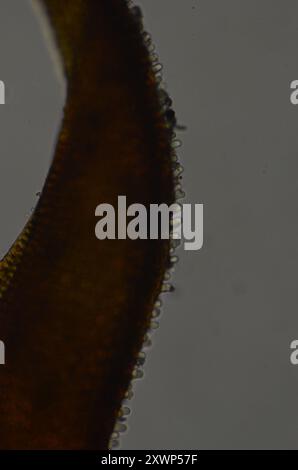 (Andreaea rupestris rupestris) Plantae Stock Photo - Alamy