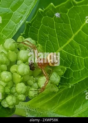 (Diaea ambara) Arachnida Stock Photo - Alamy