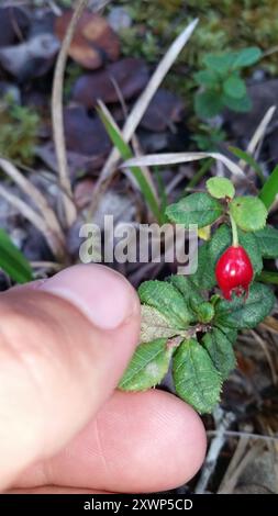 'ohelo 'ai (Vaccinium reticulatum) Plantae Stock Photo - Alamy