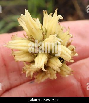 Tall Baroe (Cyphia elata) Plantae Stock Photo - Alamy
