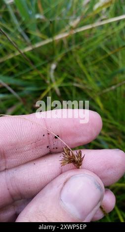 rusty slender sedge (Carex subfusca) Plantae Stock Photo - Alamy