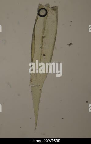 velvet feather-moss (Brachytheciastrum velutinum) Plantae Stock Photo ...