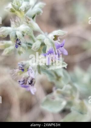 desert lavender (Condea emoryi) Plantae Stock Photo - Alamy