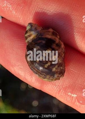 Striped Dogwinkle (Nucella ostrina) Mollusca Stock Photo - Alamy