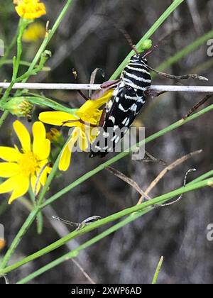 Mesquite Borer (Placosternus difficilis) Insecta Stock Photo - Alamy