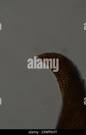 Black Rock Moss (Andreaea rupestris) Plantae Stock Photo - Alamy