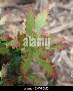 celery-top pine (Phyllocladus aspleniifolius) Plantae Stock Photo - Alamy