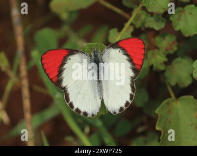 Crimson Tip (Colotis danae danae) Insecta Stock Photo - Alamy