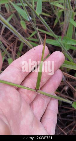 Molasses Grass (Melinis minutiflora) Plantae Stock Photo - Alamy