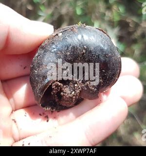 Kauri Snail (Paryphanta busbyi) Mollusca Stock Photo - Alamy